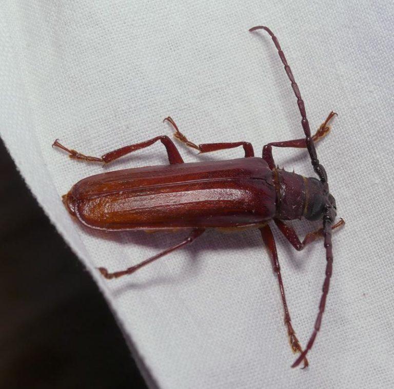 Wasp Beetle: Identification, Life Cycle, Facts & Pictures